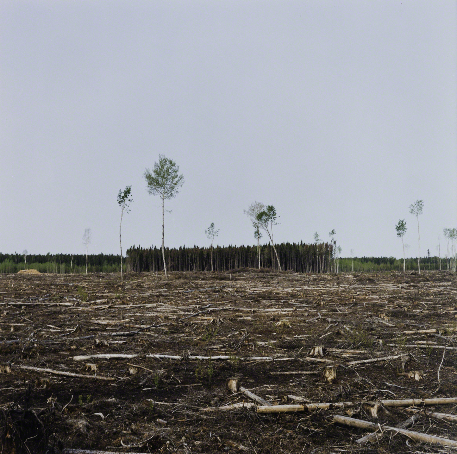 A Clear Cut (Tree Planting project) | The Phillips Collection