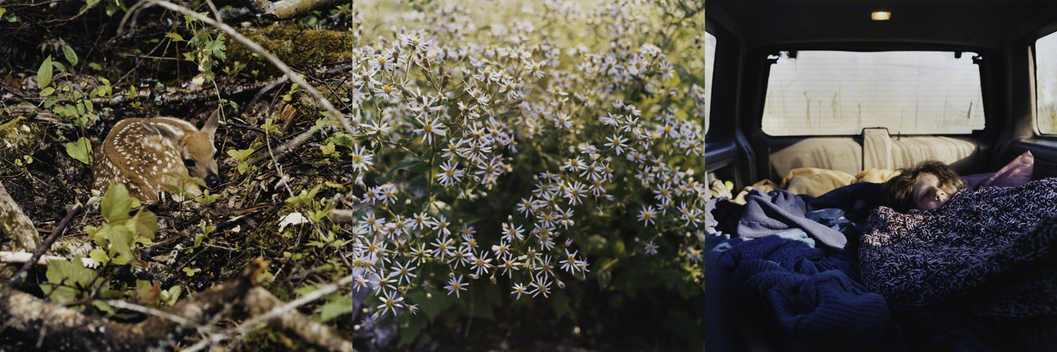 Bambi (Tree Planting project) | The Phillips Collection