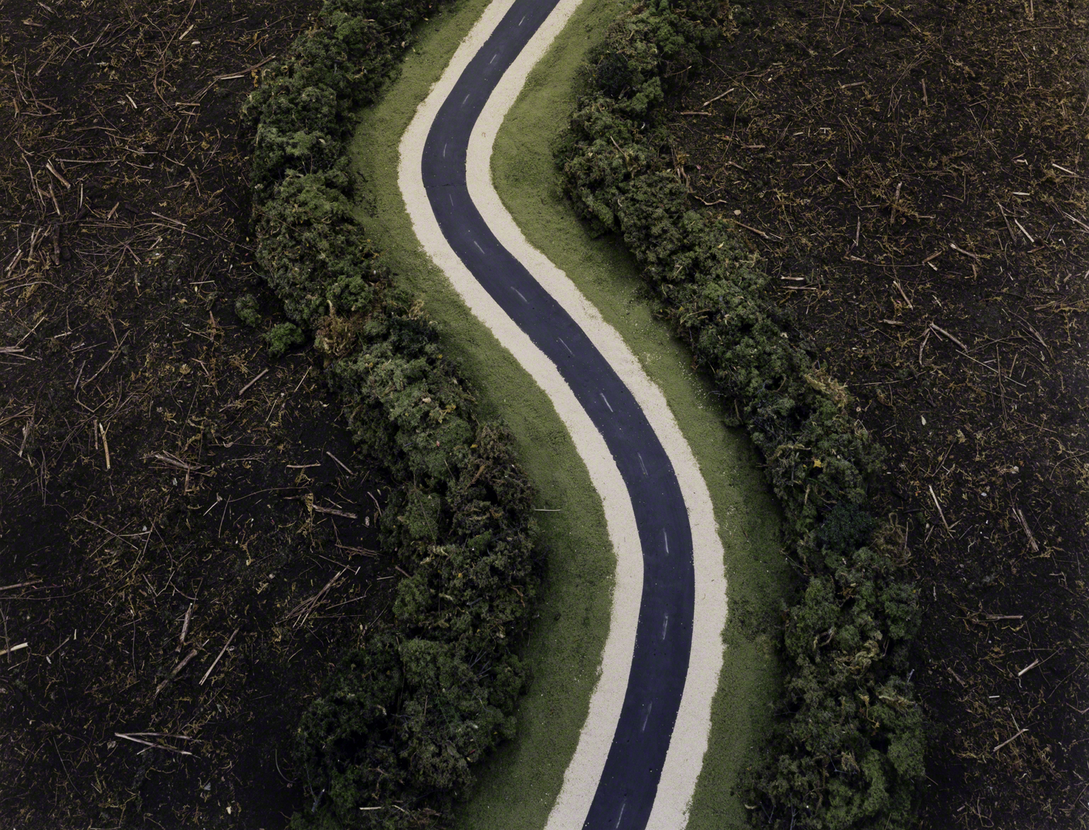 The Buffer Zone (Tree Planting project) | The Phillips Collection