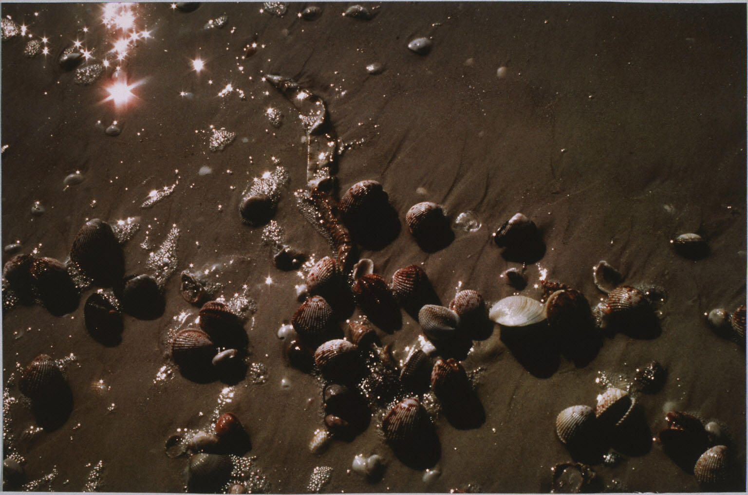 Black Shells | The Phillips Collection