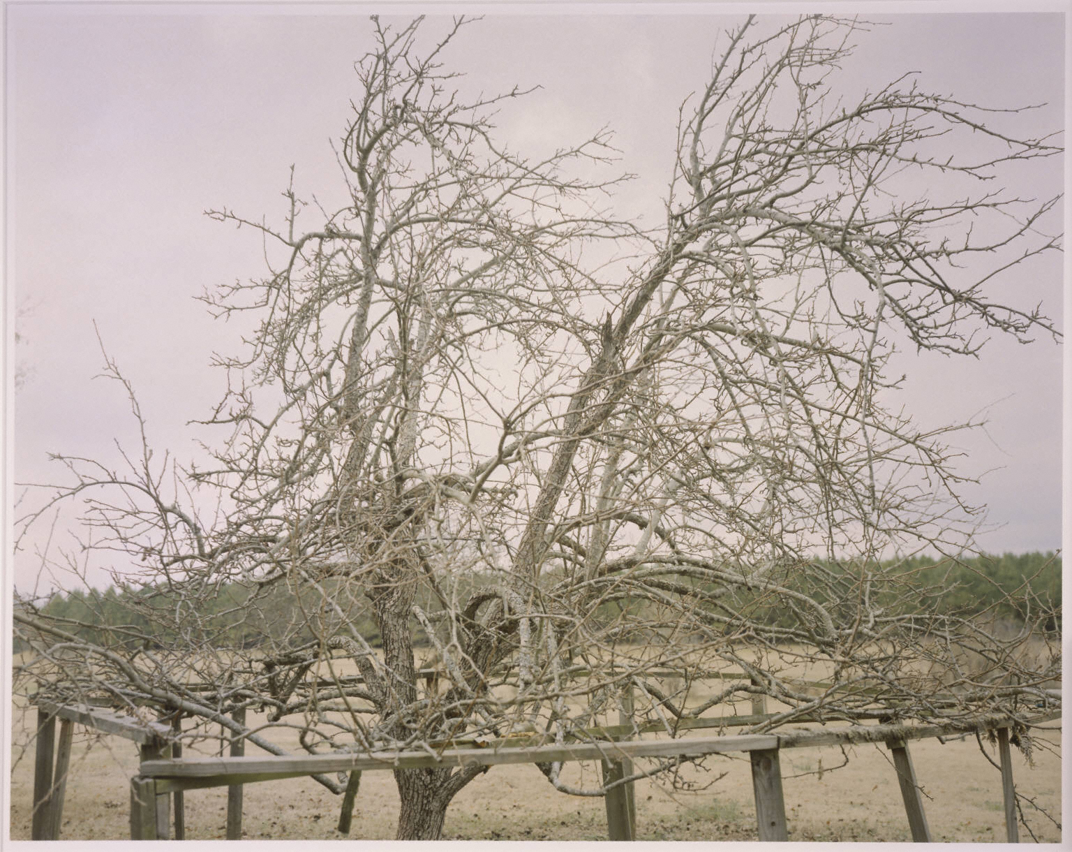 Pear Tree, near Akron, Alabama | The Phillips Collection