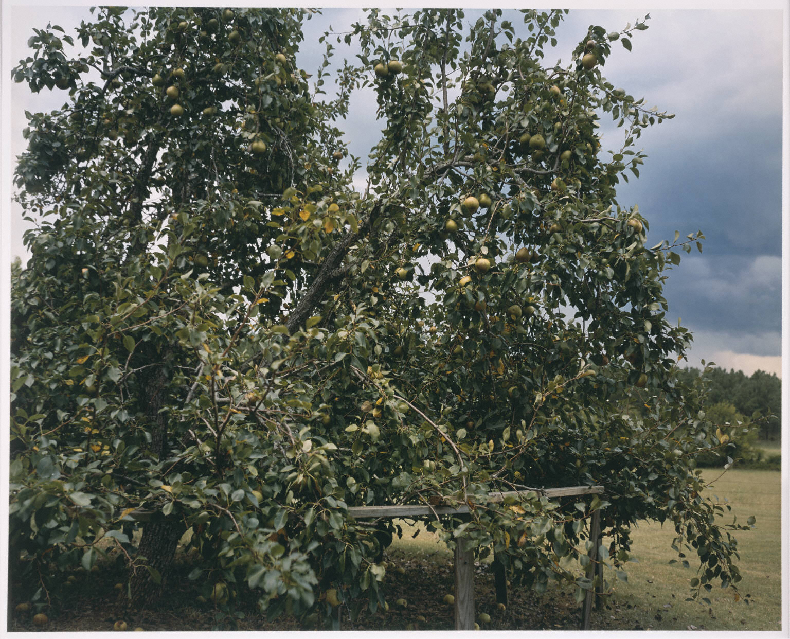Pear Tree with Storm Cloud, near Akron, Alabama | The Phillips Collection