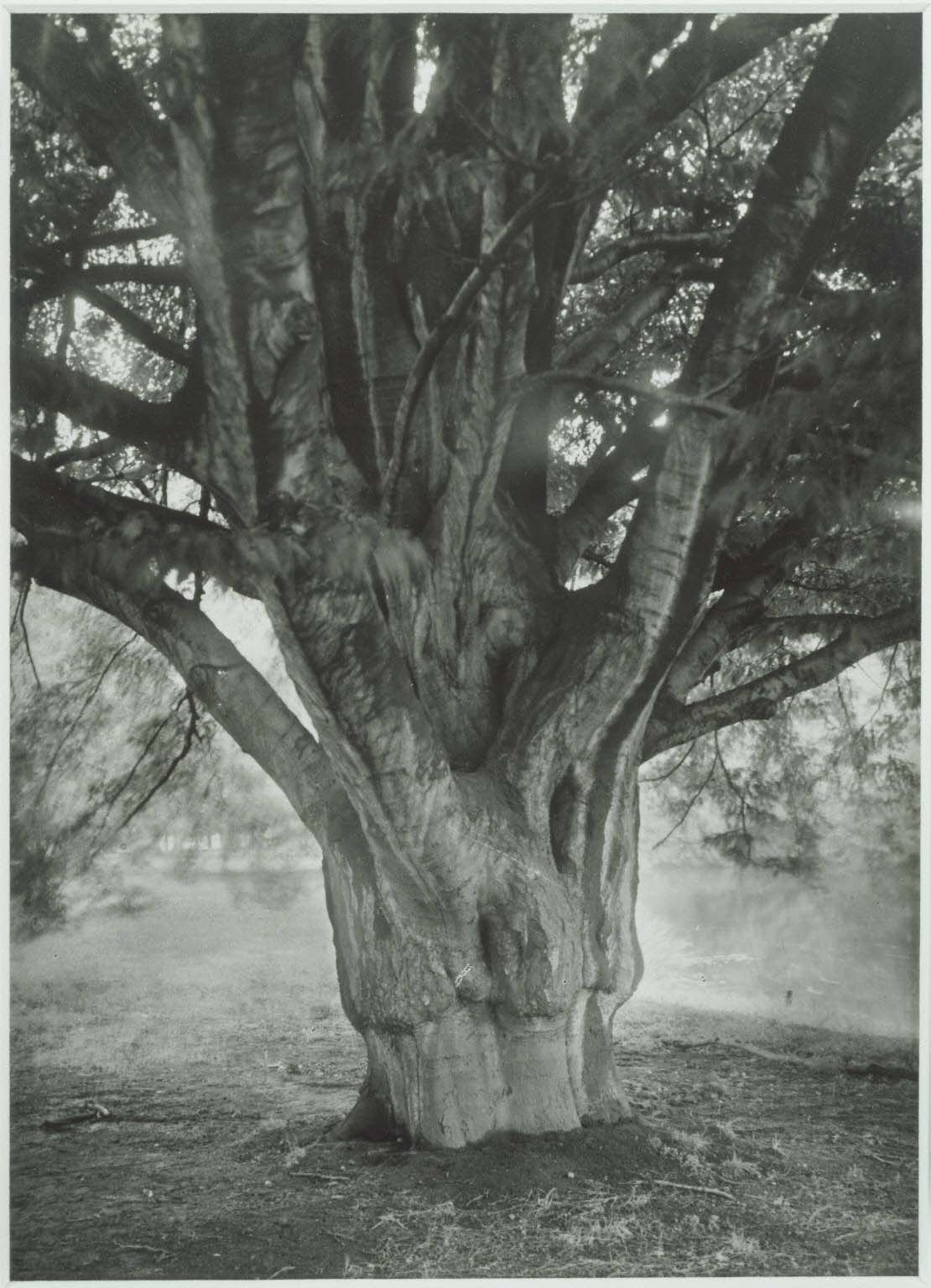 Beech Tree | The Phillips Collection