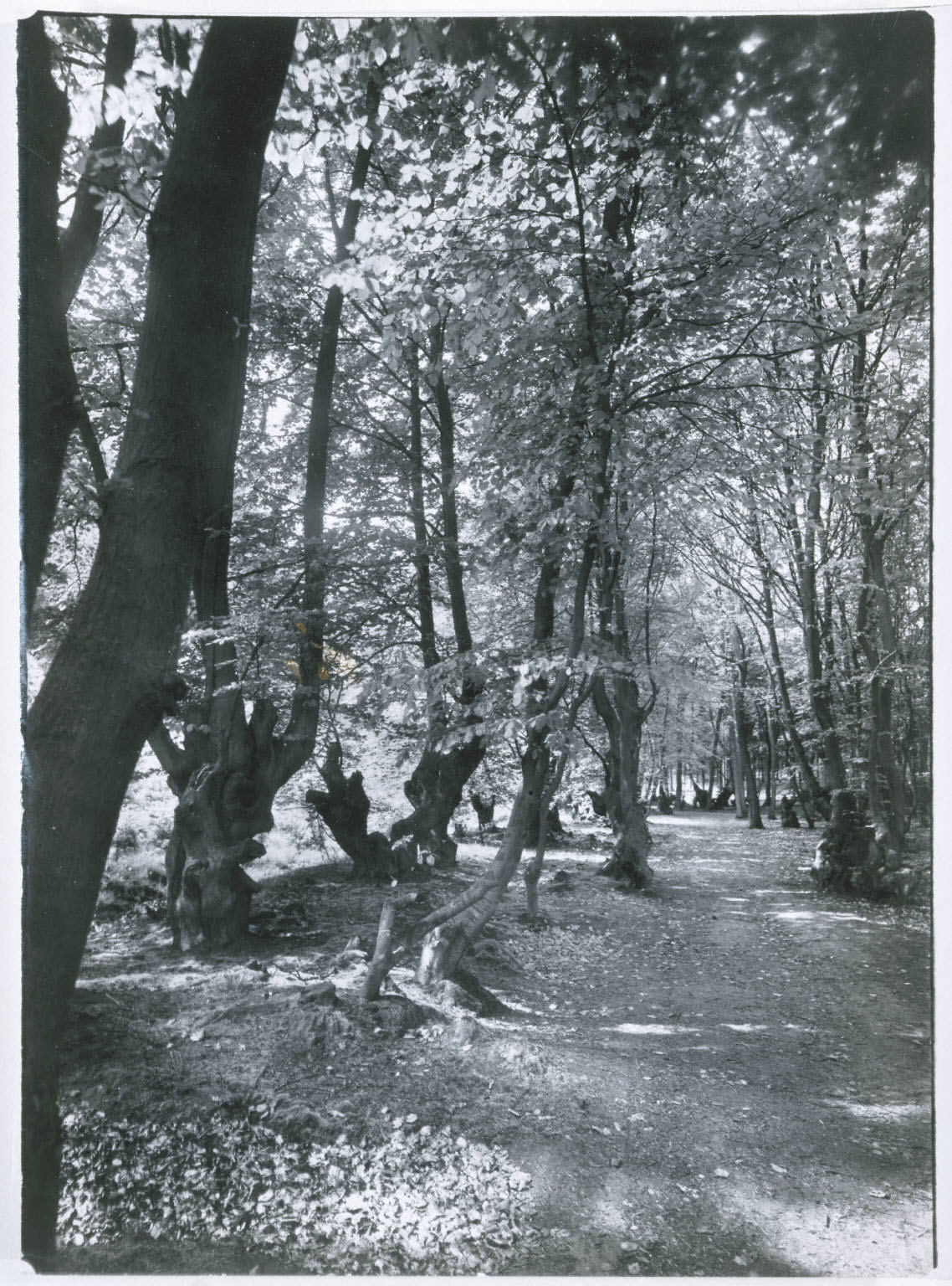 Deciduous Forest, Krefeld | The Phillips Collection
