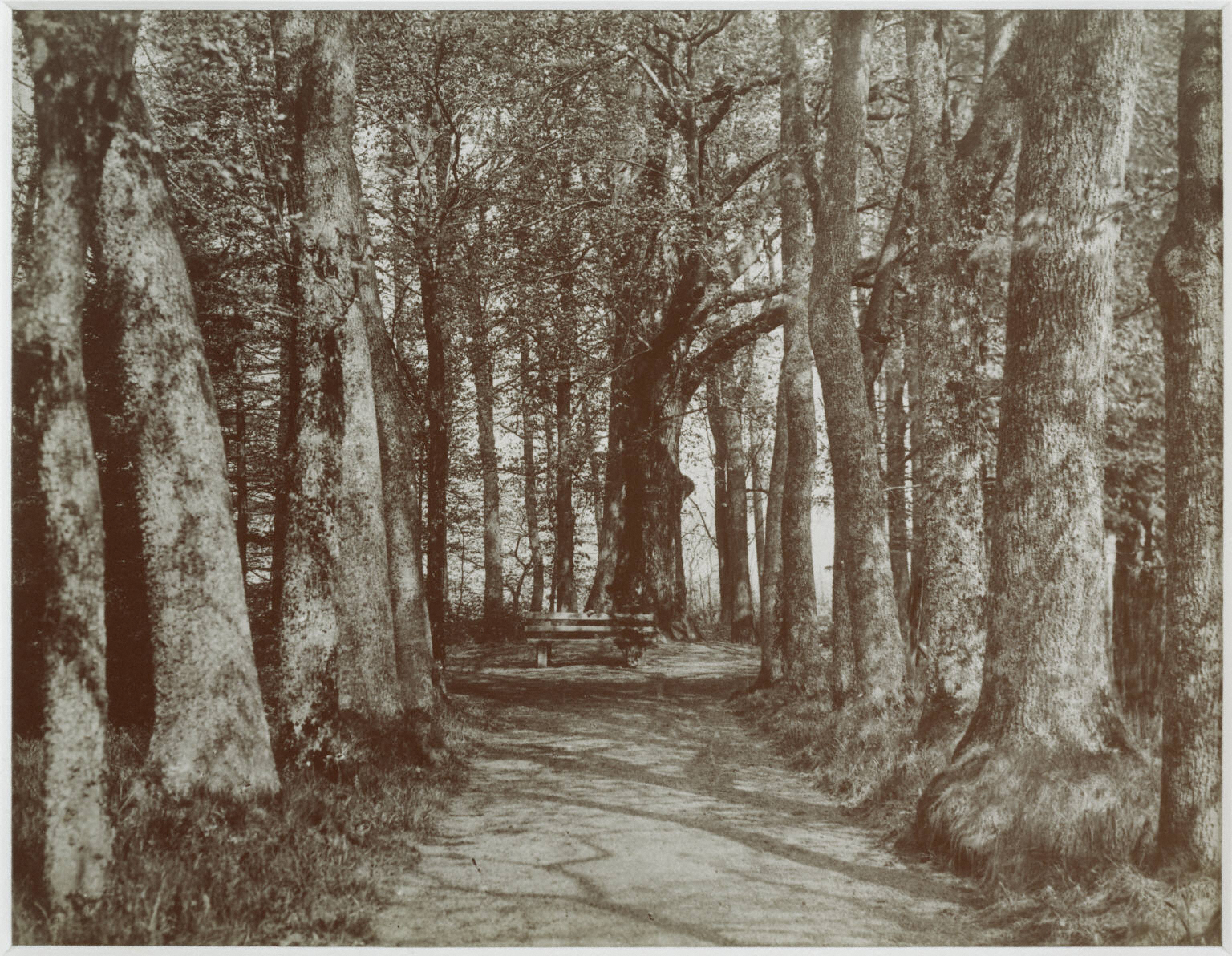 Oak Trees | The Phillips Collection