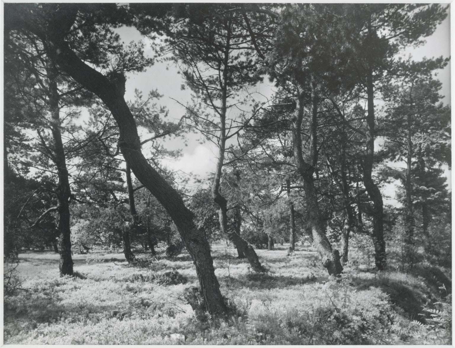 Pine Trees on the Hohes Venn/Eifel | The Phillips Collection