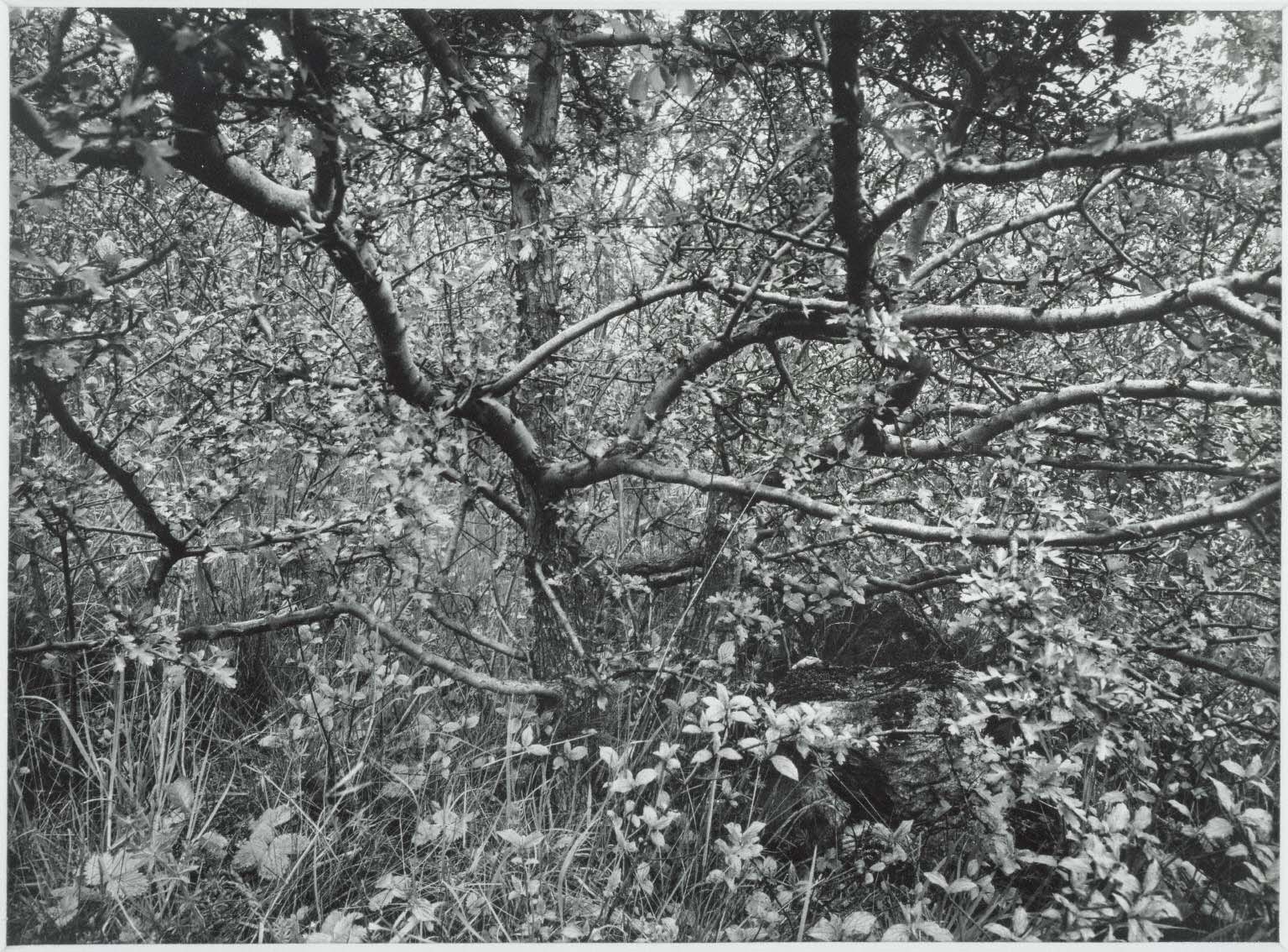 Trees and Thicket | The Phillips Collection