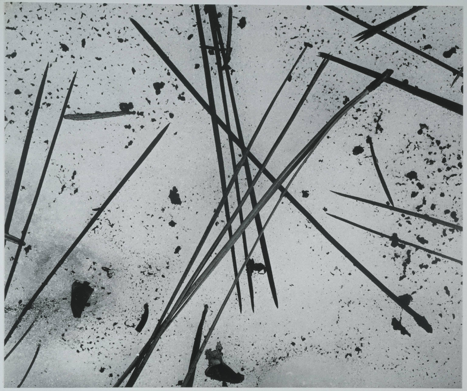 Pine Needles, Oregon, 1972 | The Phillips Collection