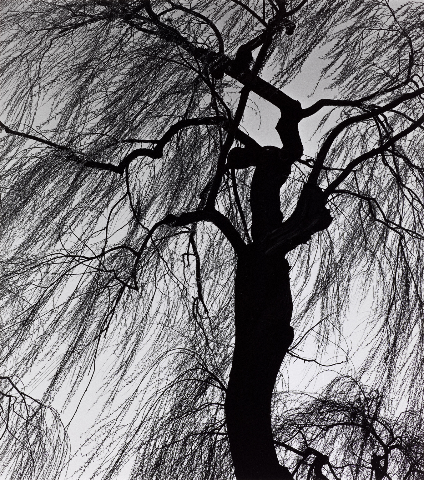 Tree | The Phillips Collection