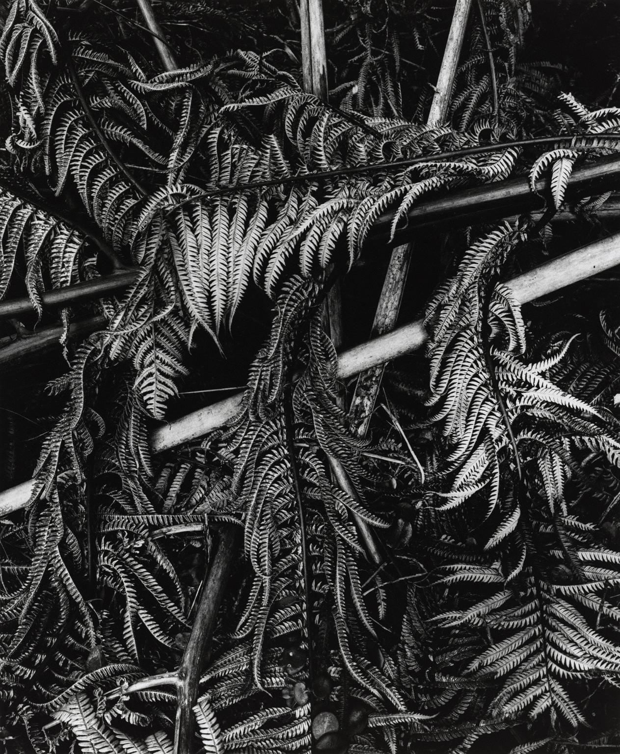 Botanicals | The Phillips Collection