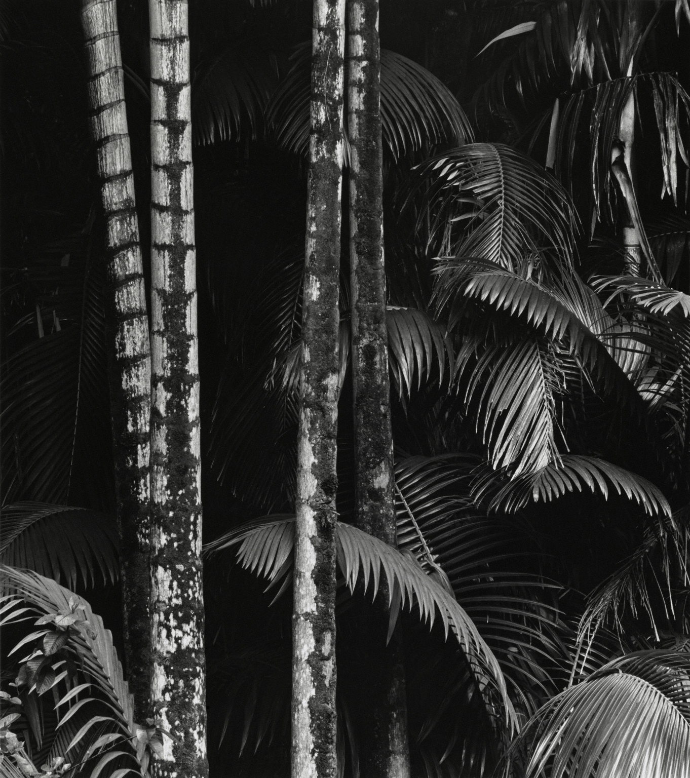 Botanical | The Phillips Collection