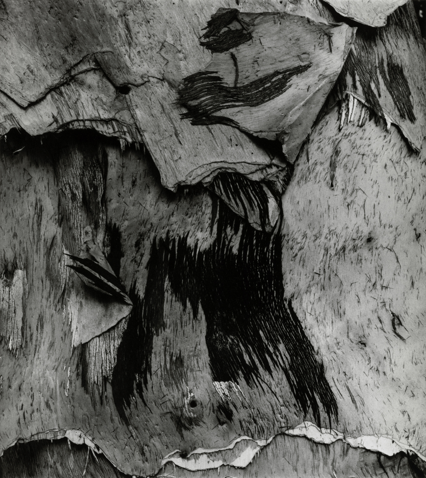 Tree Bark | The Phillips Collection
