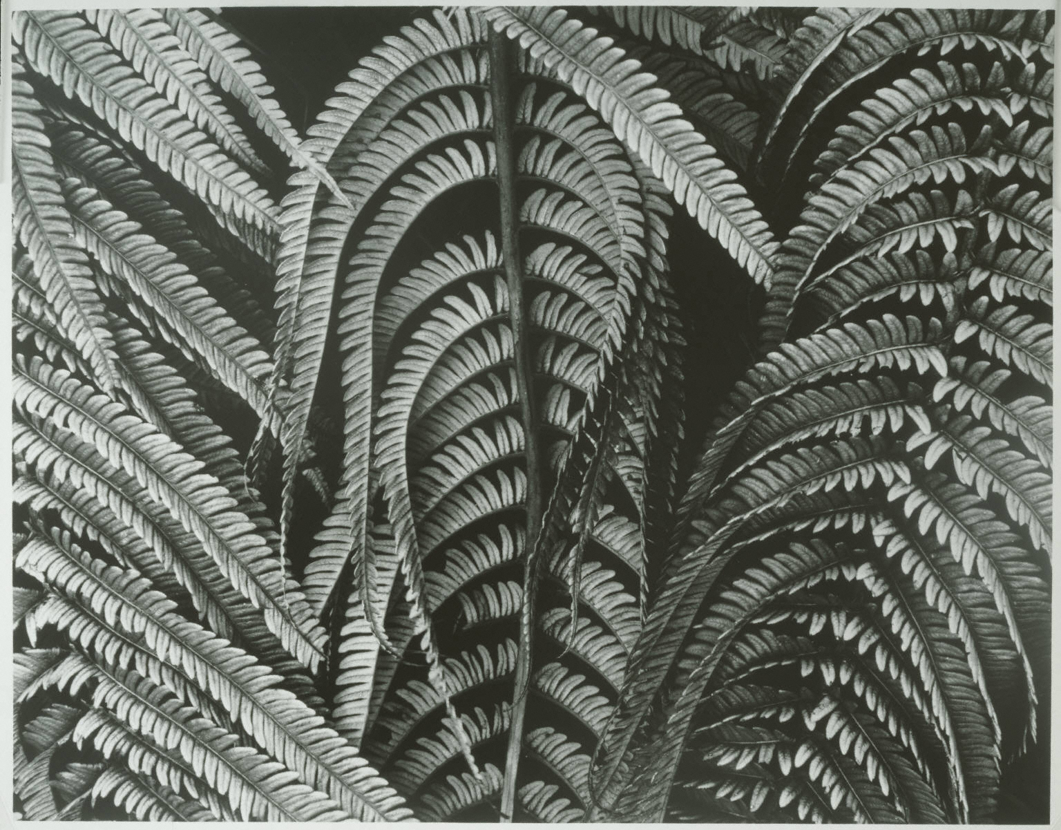 Botanical | The Phillips Collection