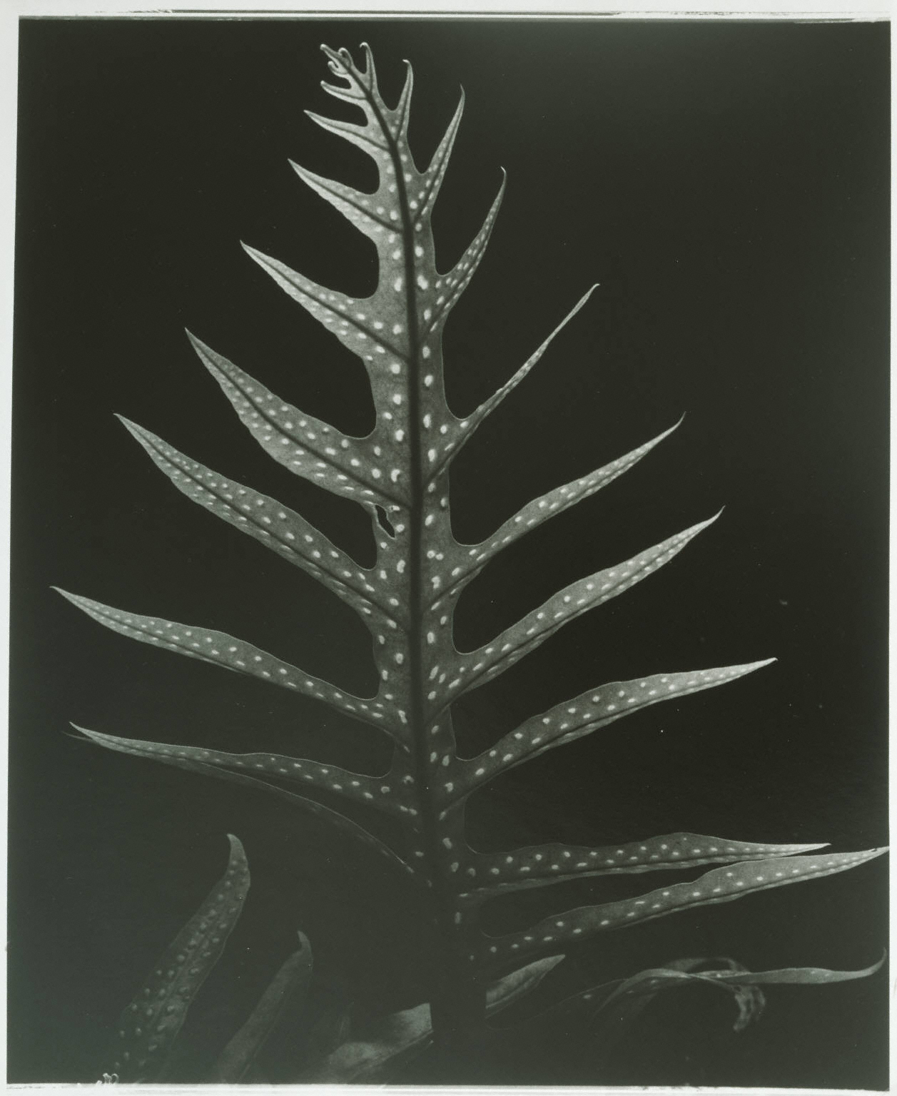 Botanical | The Phillips Collection