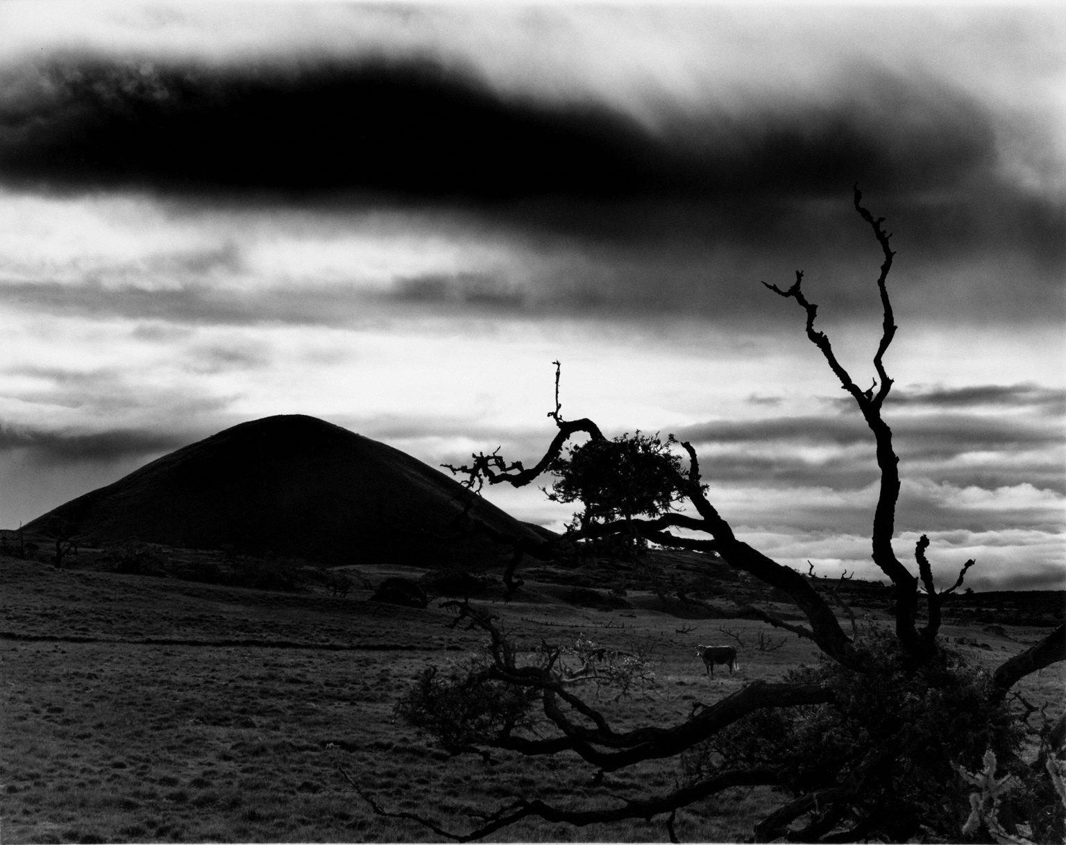 Dead Tree, Landscape, Hill | The Phillips Collection