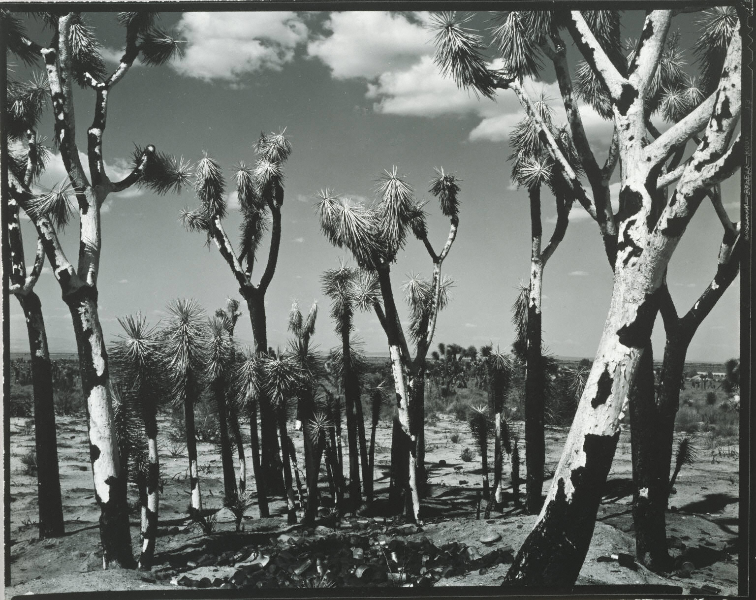 Desert Landscape, Joshua Trees | The Phillips Collection