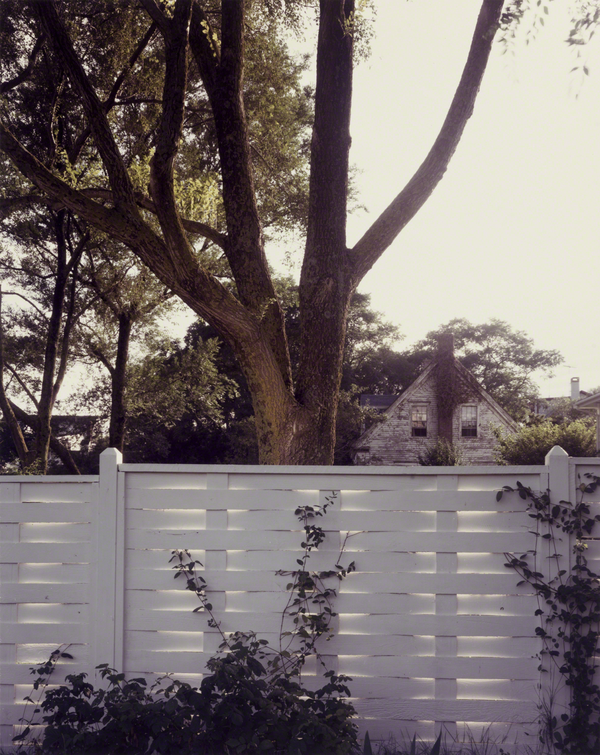 Provincetown, Fence/Tree | The Phillips Collection