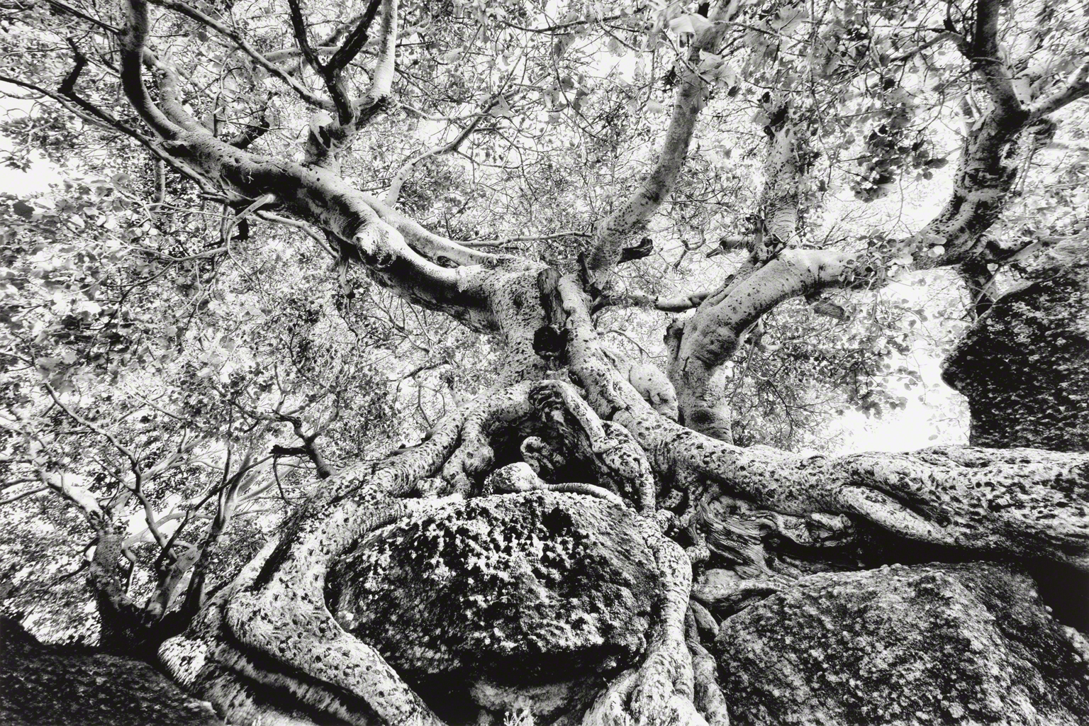 Ficus Vasta (from Ethiopia) | The Phillips Collection
